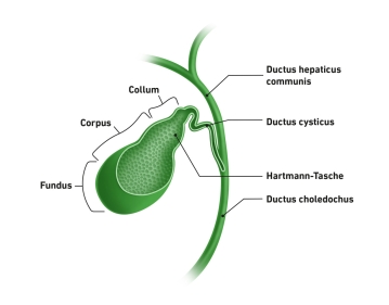 Anatomie - Cholezystektomie, robotisch assistiert